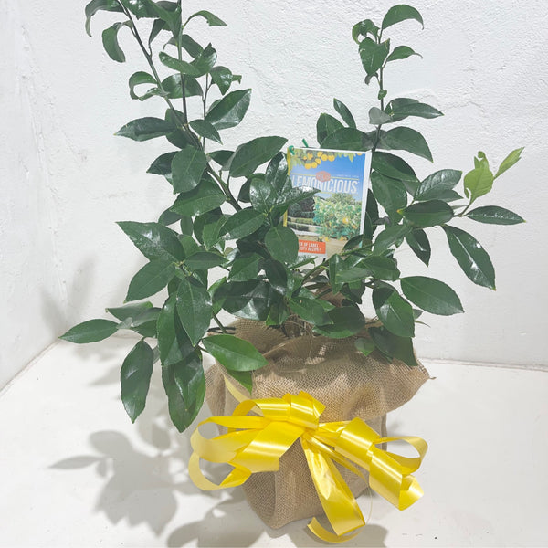Citrus lemon “Lemonicious” (Citrus Meyer dwarf) – Green Folk Botany Shop
