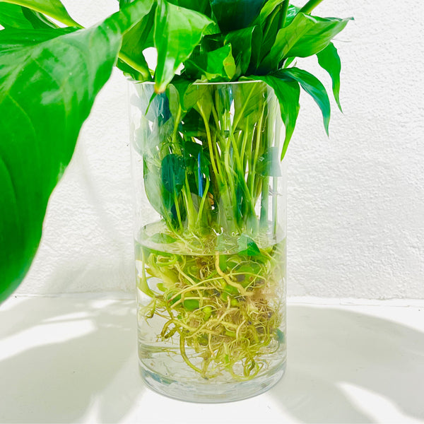 Hydroponic - ‘Alpha’ – Green Folk Botany Shop