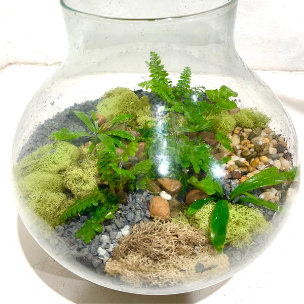 Terrarium ‘Fern Gully’ – Green Folk Botany Shop