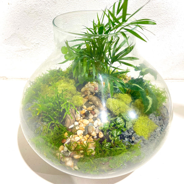 Terrarium ‘Tropical Oasis’ – Green Folk Botany Shop