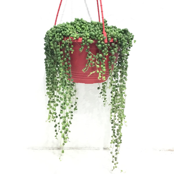 Senecio ‘String of Pearls’ – Green Folk Botany Shop