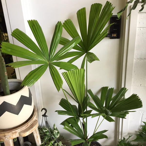 Licuala ramsayi ‘Austaralian Fan Palm’ - 200mm – Green Folk Botany Shop